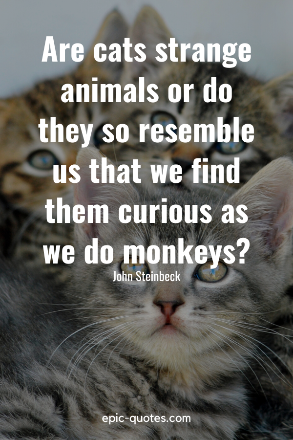 44 Cat Quotes - epic-quotes.com