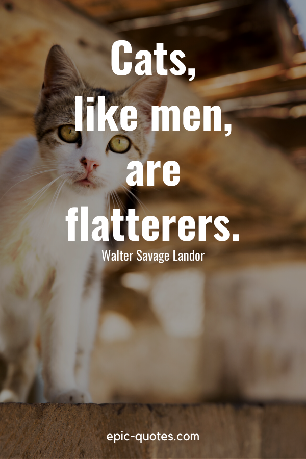 44 Cat Quotes - epic-quotes.com